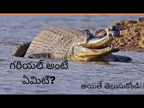 GHARIAL FACTS IN TELUGU