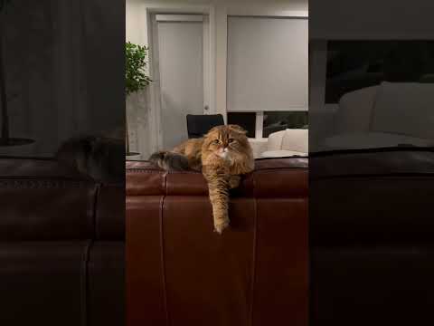 Unbothered babes #cat #scottishfold #cutecat #ricothefold #kitten