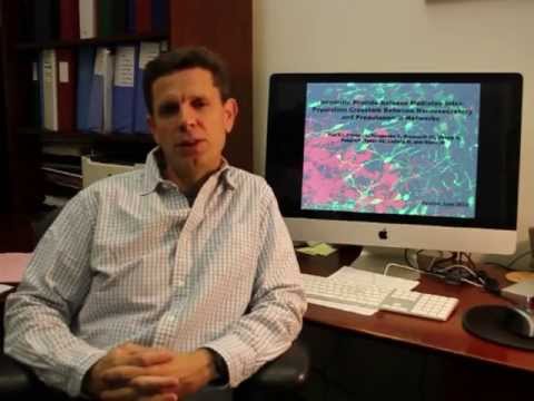 Dendritic Release Mediates Wireless Interpopulation Communication in the Brain