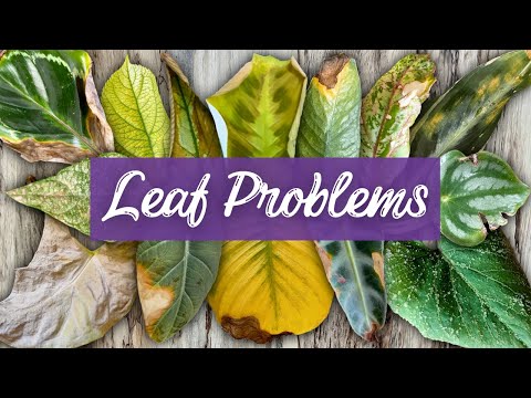 Master the Language of Houseplant Leaves: Learn What They're Trying To Tell You