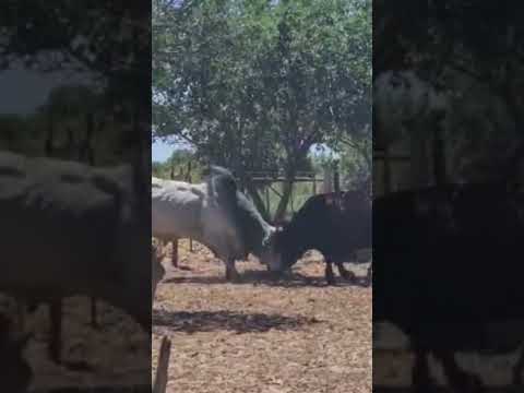Brahman vs Bonsmara