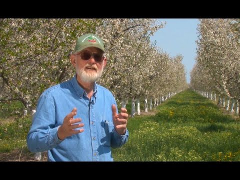 Robert McMullin - McMullin Orchards, Payson UT