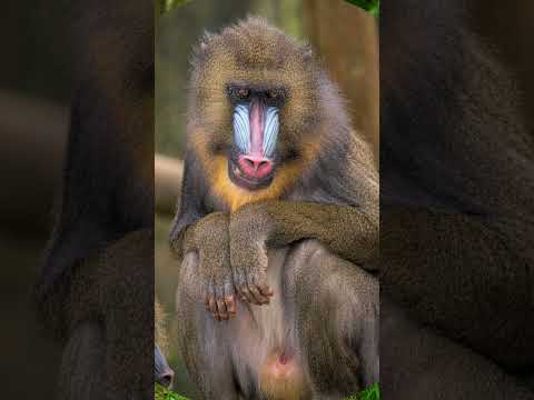 Top 10 Animals with the Most Unique Markings 😍👏👍#shorts #shortstop10 #shortsanimals #animalmarkings