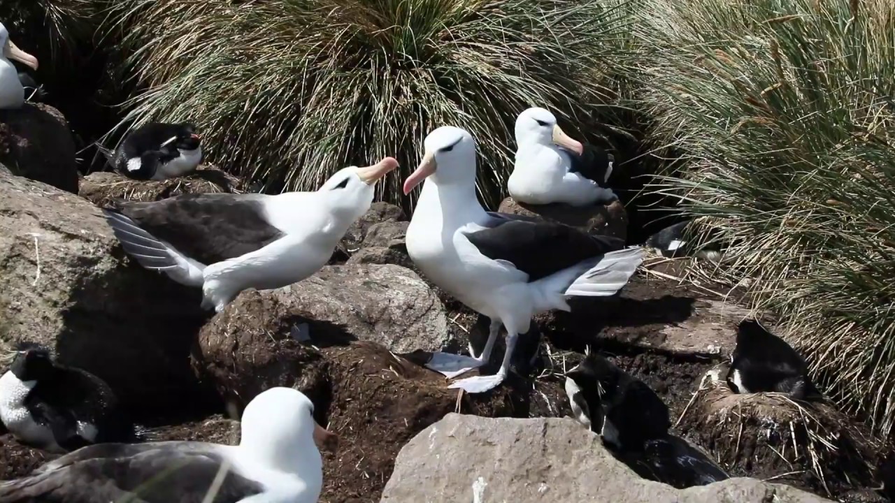 Black-browed Albatross (Thalassarche melanophris)