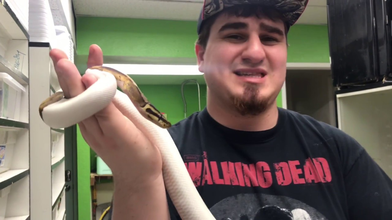 Update on my Piebald Ball Python collection.