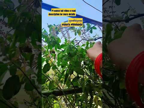 तुलसी के ऊपर भार होती है तुलसी की मंजरी/तुलसी के पौधे की महिमा #tulsi#tulsicare#tulsikimanjari#hindu