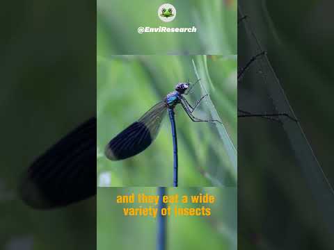 Beauty of Dragon Fly