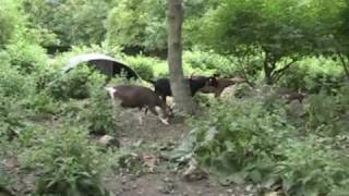 Mudchute Farm and Park