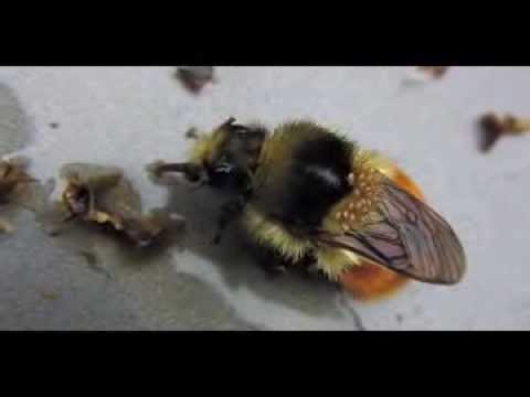 Even Bumblebees Get Mites Lots Of Them Adventures In Natural