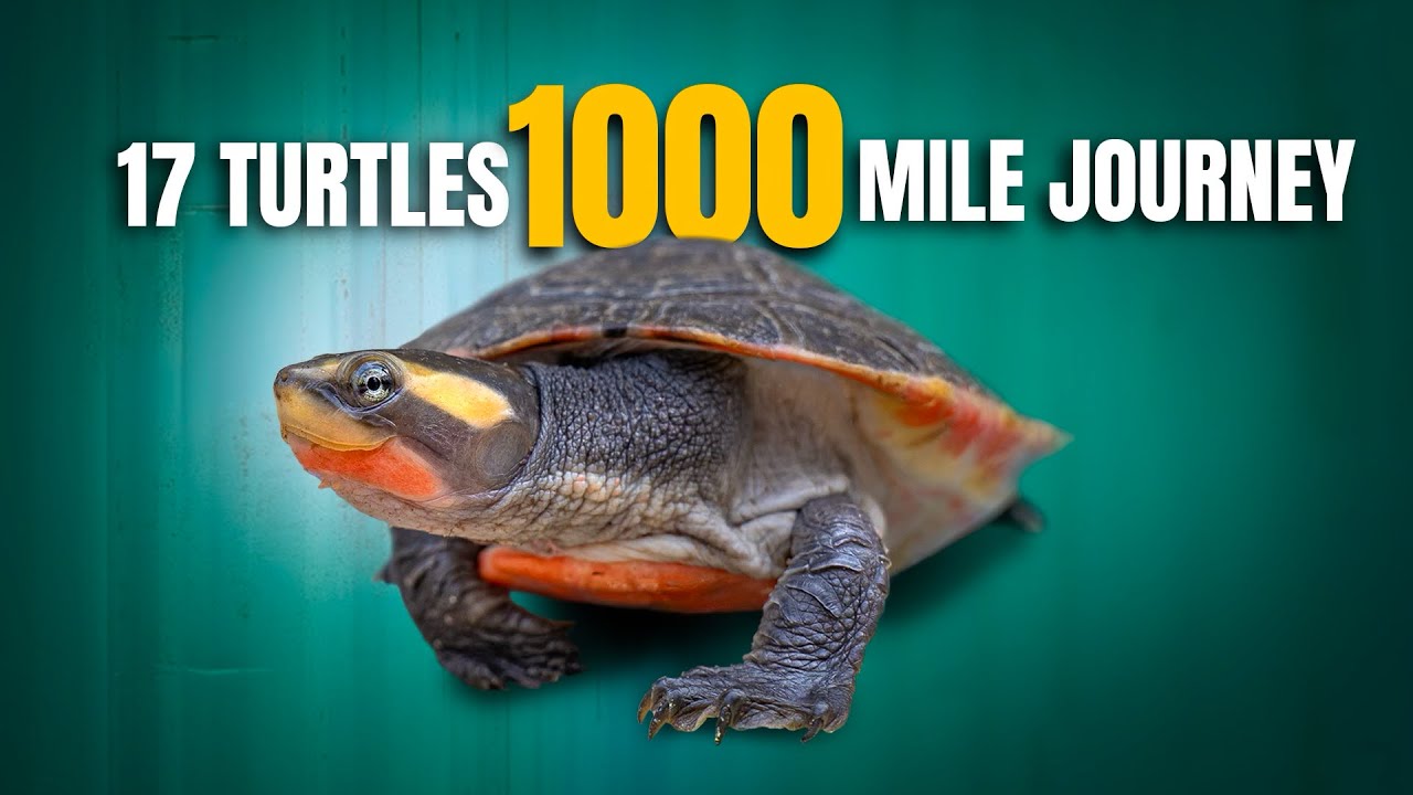 Exotic Turtle Collection Flies 1,000 Miles Overnight to Garden State Tortoise! + more