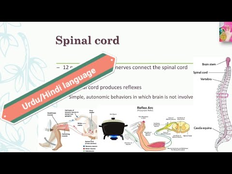 Spinal Cord | in Urdu/Hindi language | by dear knowledge
