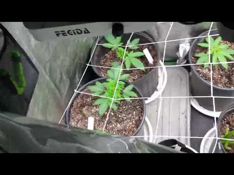 (#FECIDA 2 cr600)plants are growing nicely