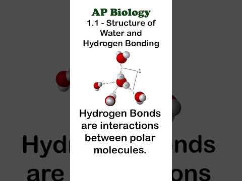 AP Bio 1.1 Part 2 - Hydrogen Bonding #apbiology #biochemistry