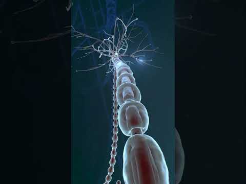Central Nervous System CNS 3d Animation | 3d Model of Human Nervous System | Nerves and Neurons