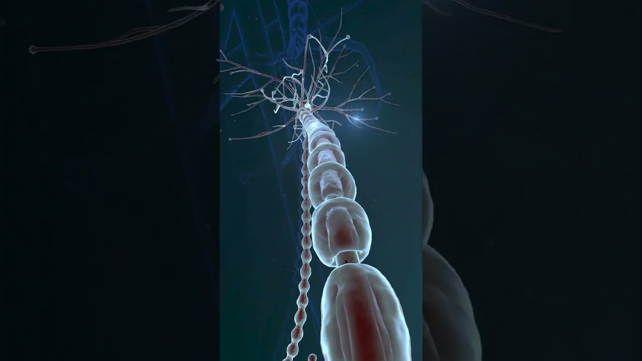 Central Nervous System CNS 3d Animation | 3d Model of Human Nervous System | Nerves and Neurons