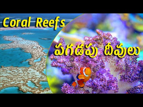 The Hidden World of Coral Reefs: Beauty, Threats, and Hope Explained in Telugu