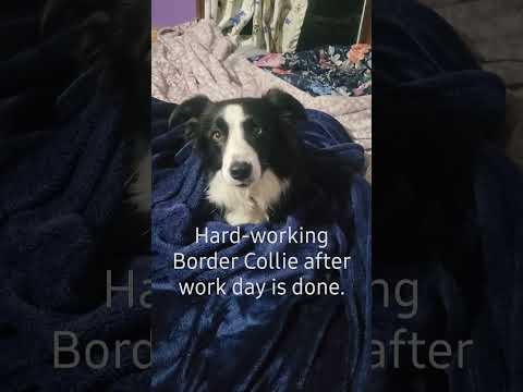 Trixie getting a well-deserved rest after a work day. #homeschooling #bordercollie #farmlife