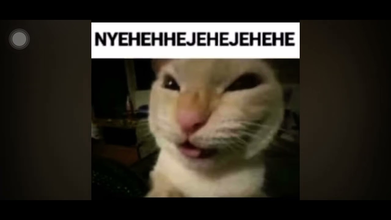 Evil Cat meme