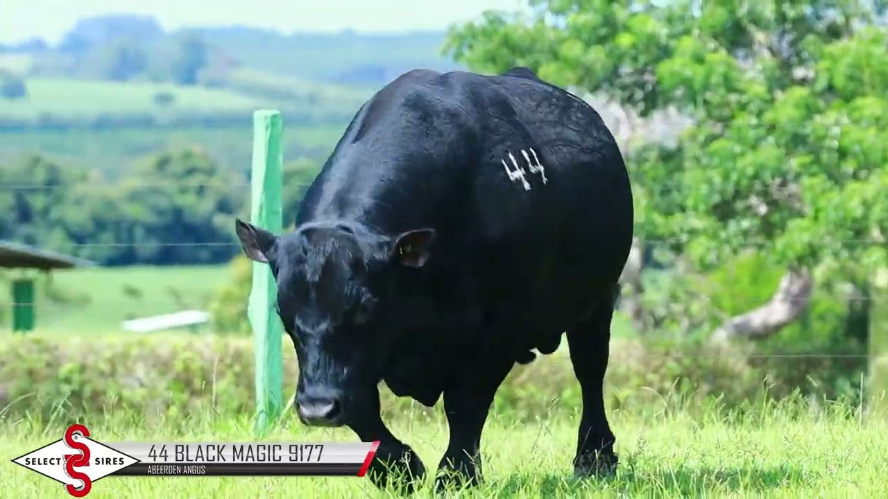 44 BLACK MAGIC 9177 AN0680 | Touro | Select Sires