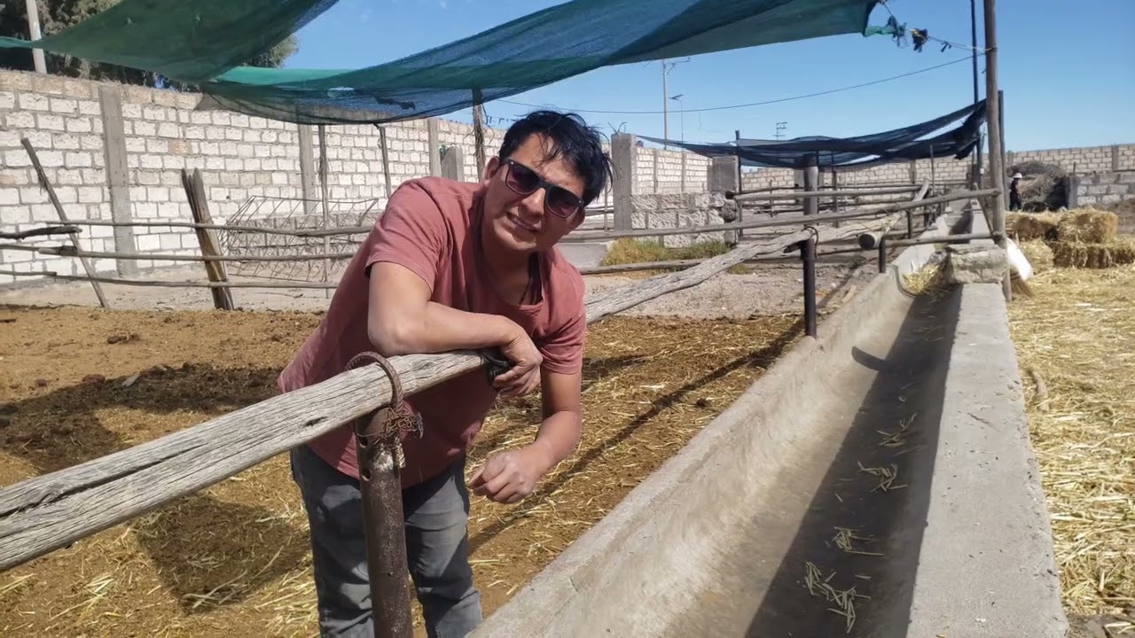 Measurements of a feeder for fattening cattle.