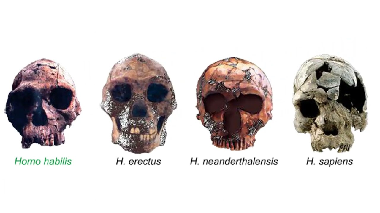 Primate Evolutionary Tree Animation