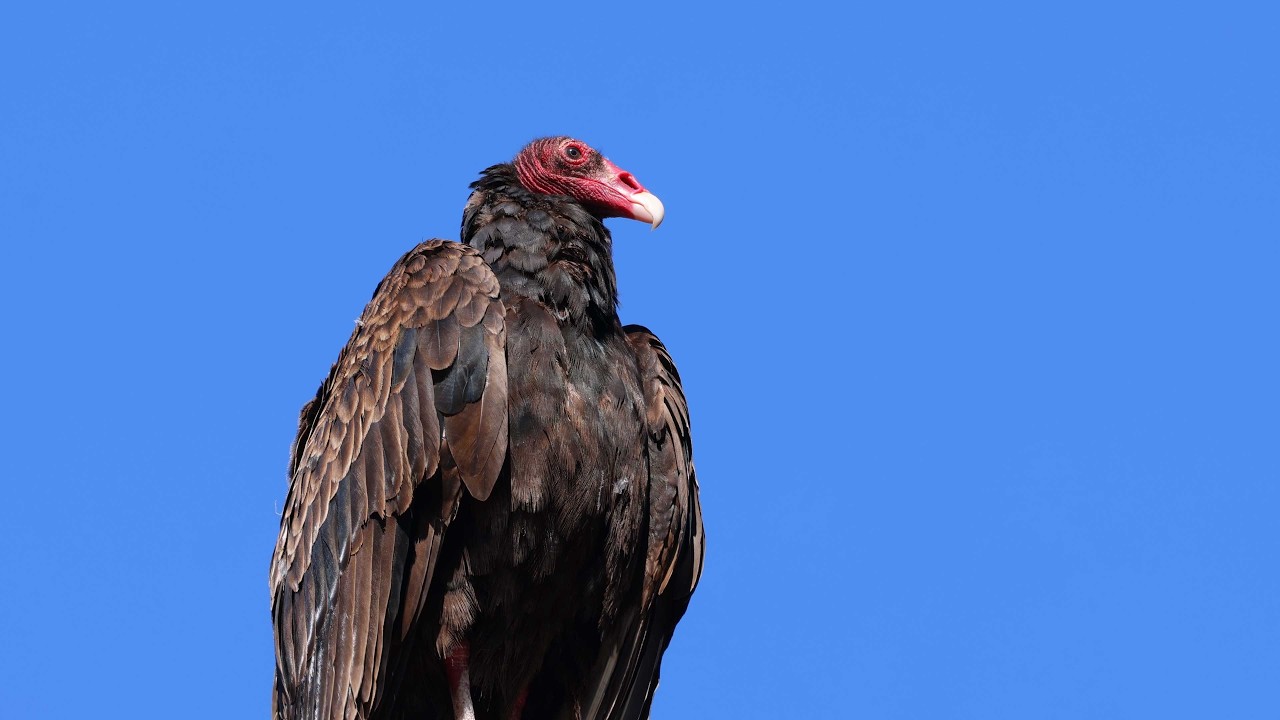 Get To Know The Turkey Vulture