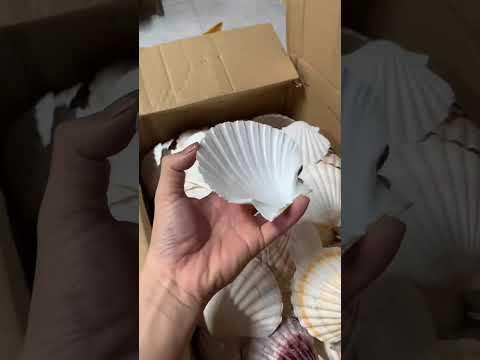 Scallop Shell Vietnamese - Viet Delta Export #scallopshell #scallop #scallopshellforcraft #decor #xh