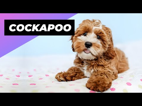 Cockapoo 🐶 One Of The Most Popular Crossbreed Dogs In The World!
