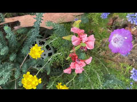 Winter & Spring in Cal Native Plant Garden (in a year of drought)