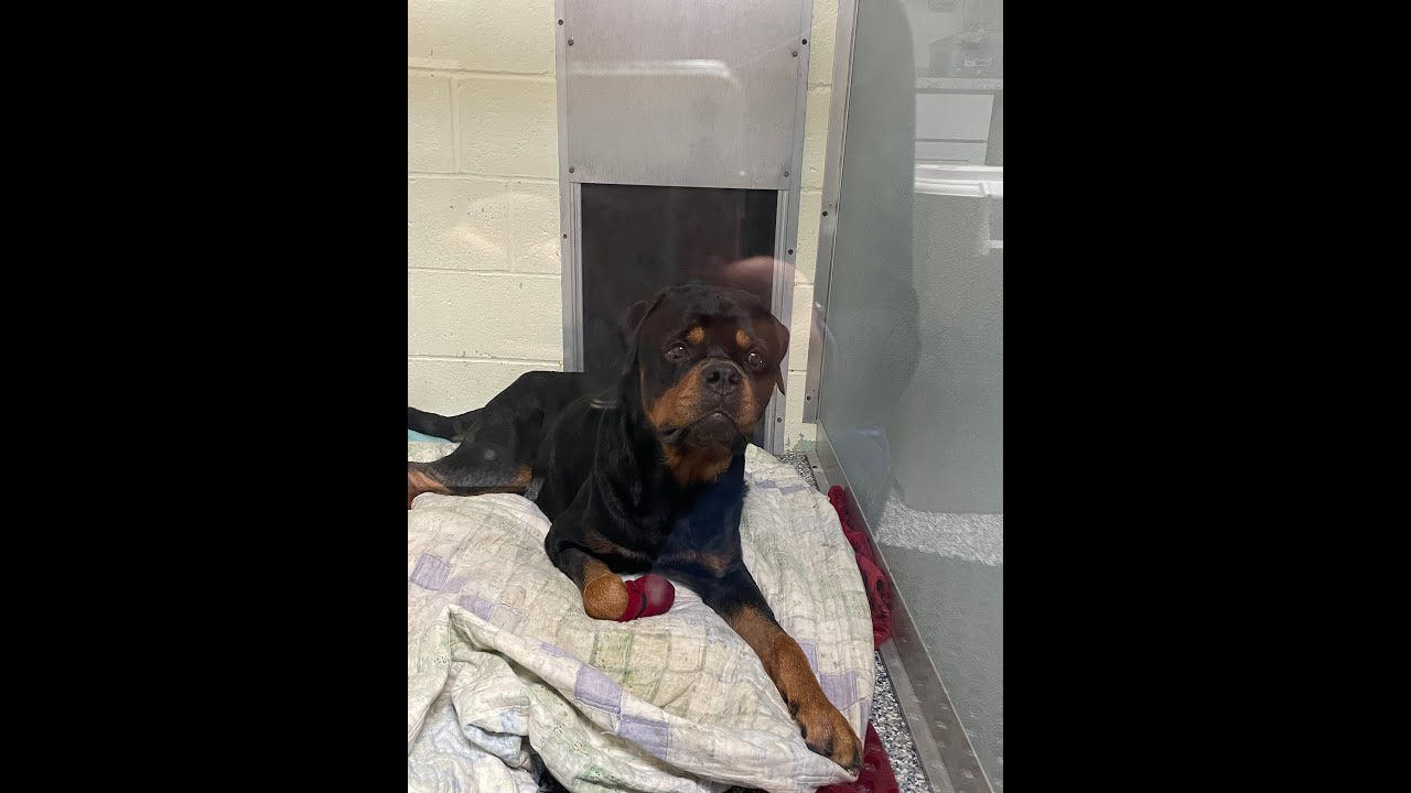 Dog ,Diamond, walks after being paralyzed!!