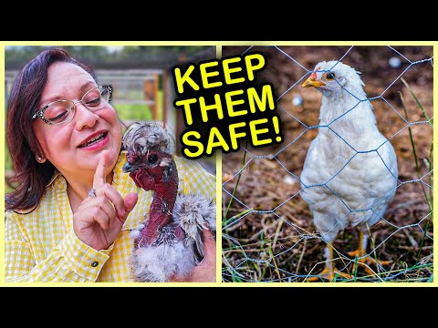 How to SAFELY Add Young Chickens to Your Existing Flock