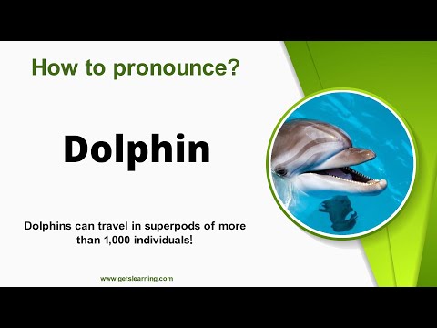 How to pronounce Dolphin in English correctly