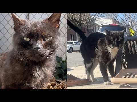 Rescuing a senior street cat (and more)