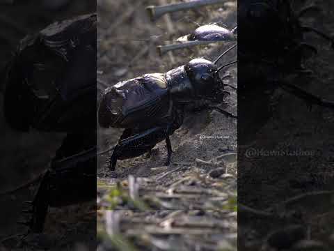 Watch a Cricket Insect making noise
