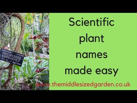 How to understand Latin plant names - and why we need them