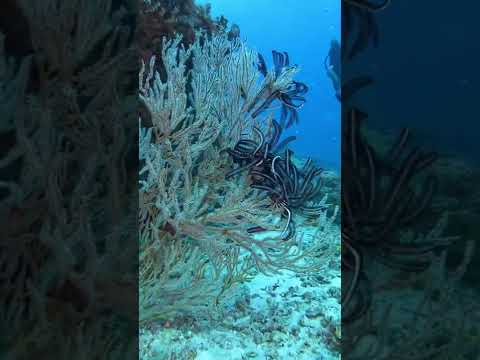 Diving in Ari Atoll, Maldives. Dive site : Seventh Heaven