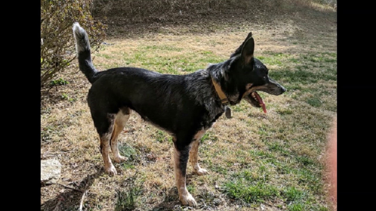ACDRA Bramble Adoption Video