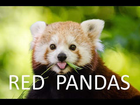 TOP 10 Facts RED PANDAS