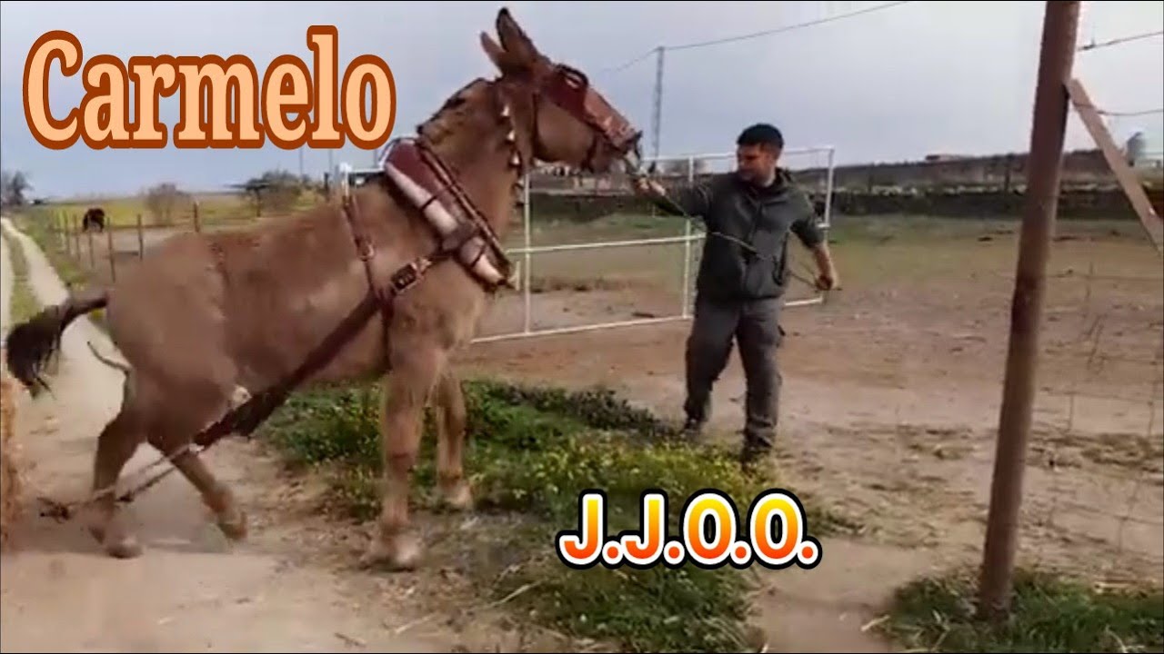 Mulo Carmelo Arrastra paca paja