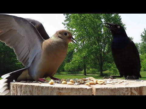 Mourning dove doesn't play well with others