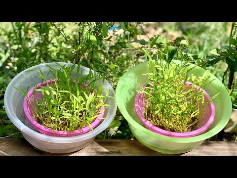 How to Grow Water Spinach from Seeds in Water-Growing Water Spinach in Basket