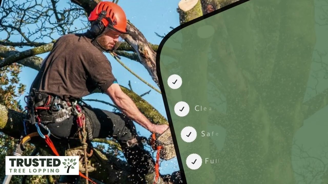 Professional Tree Services in Brisbane Northside | Safe & Fully Insured Experts