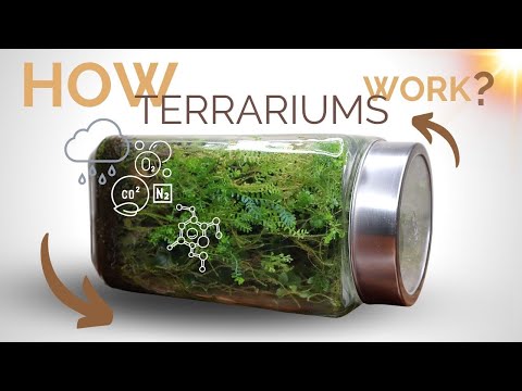 How closed terrariums work and the science behind them.