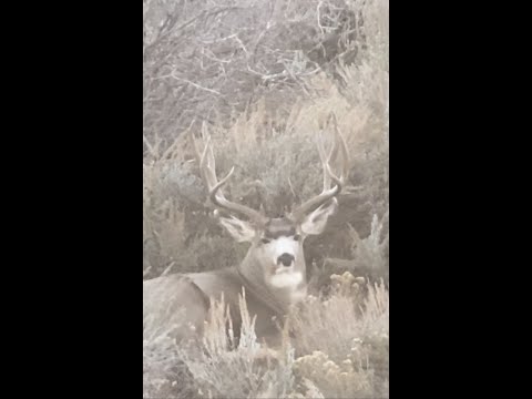 BIG FAT BUCK, A Utah Deer Hunt
