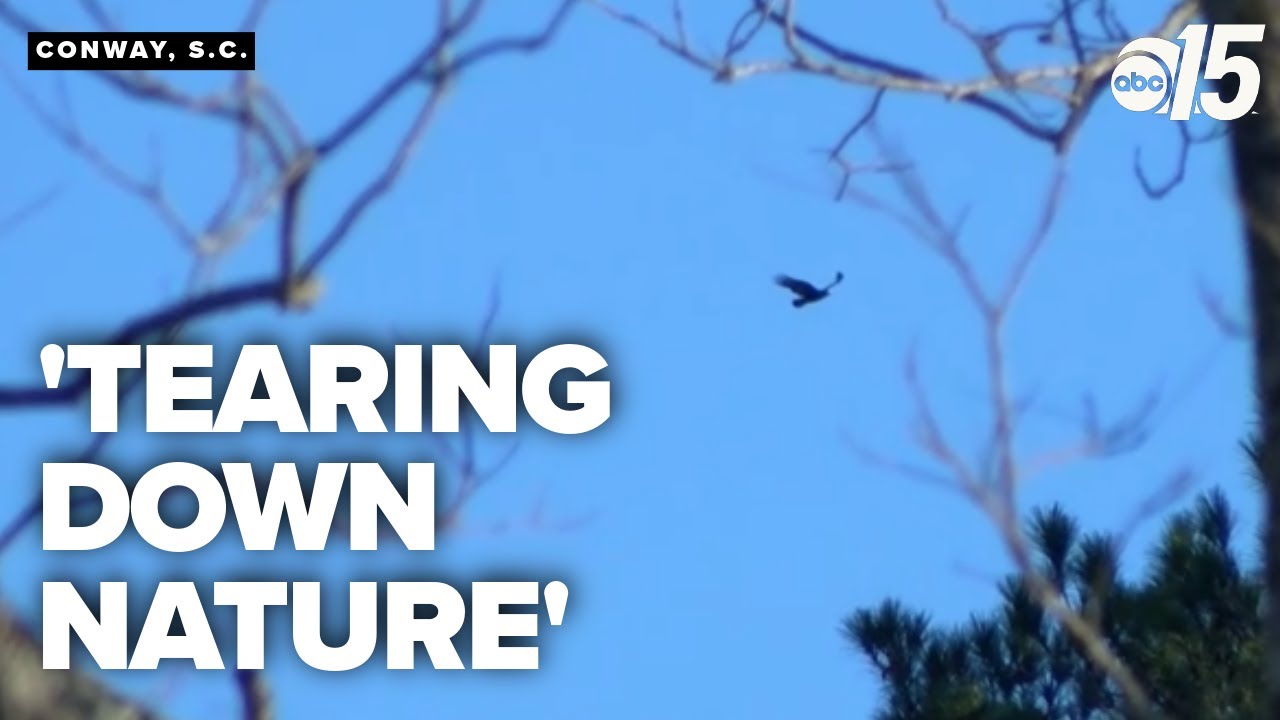 Bald eagle nest threatened by new construction in SC