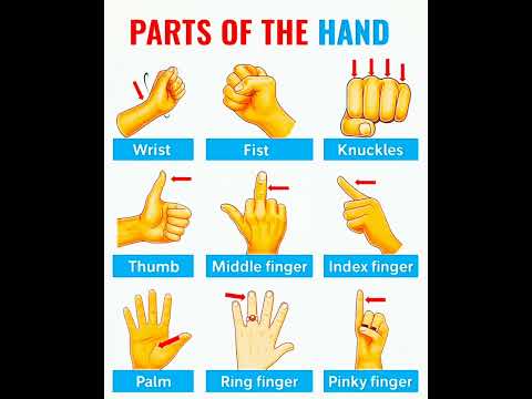 parts of the hand. #trendingreels #englishvocabulary