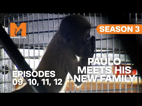 Paulo Meets His New Family in Monkey Life | S03 E09, 10, 11 & 12 | Full Episodes