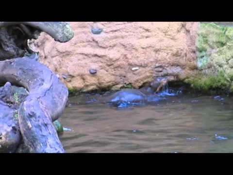 Giant otters at Duisburg Zoo play it rough