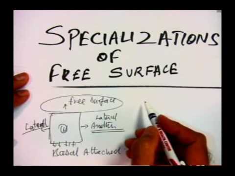 Histology Lecture 3 Modifications of the free surface of tissues & Epithelial Tissus