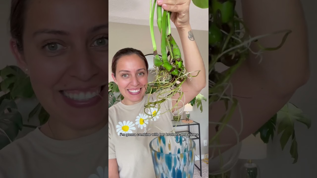 What ever happened to my $5 rescue monstera? #plantcare #plant #monsteraplant